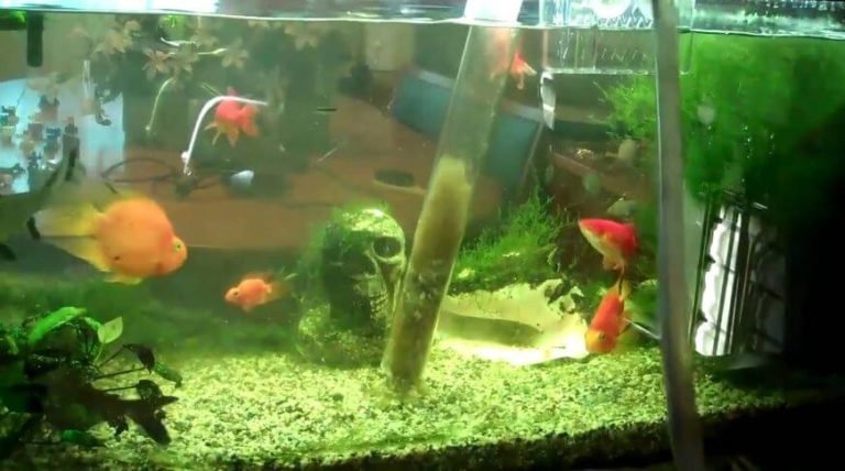Why Is My Betta Fish Not Eating? [10 Alarming Reasons] - YAG