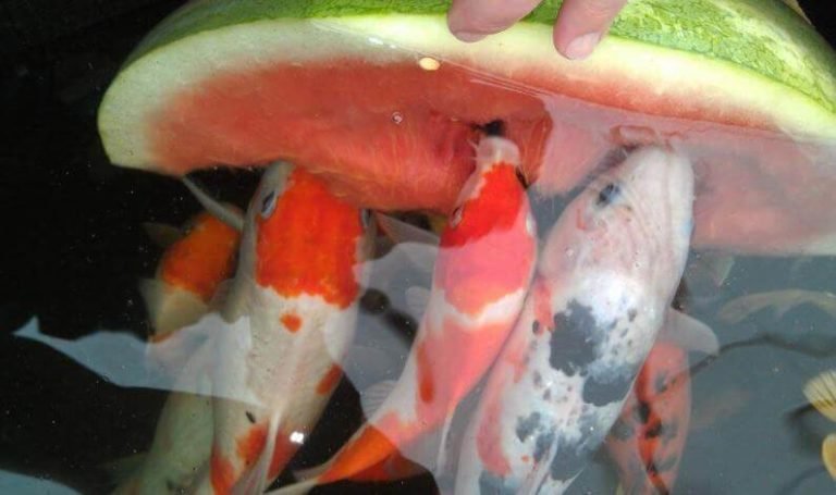 What Do Koi Fish Eat? [A Complete Guide on Koi Fish Feeding]