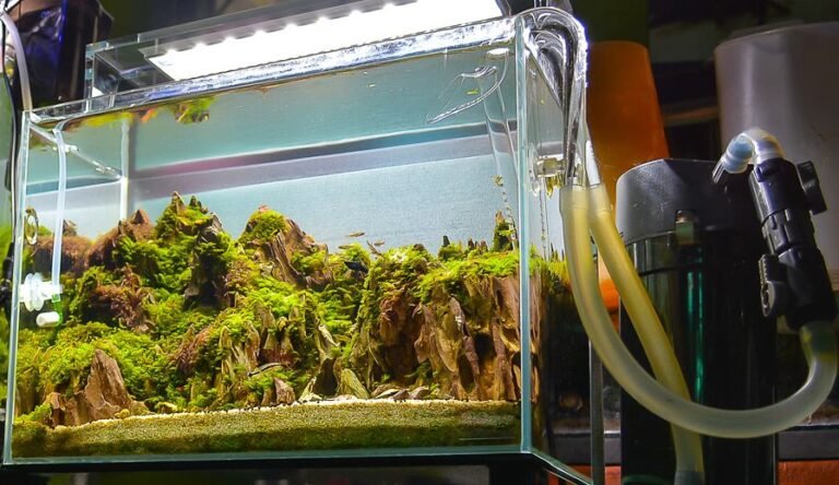 How To Set Up A Canister Filter For Aquarium? Steps To Follow