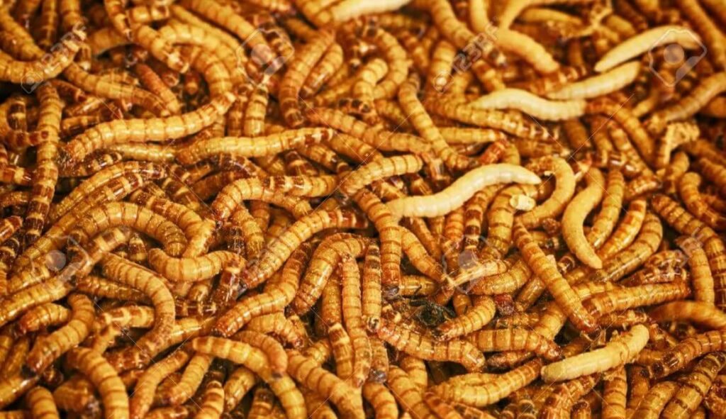 What To Feed Fish In A Pond? Pond Fish Feeding Tips